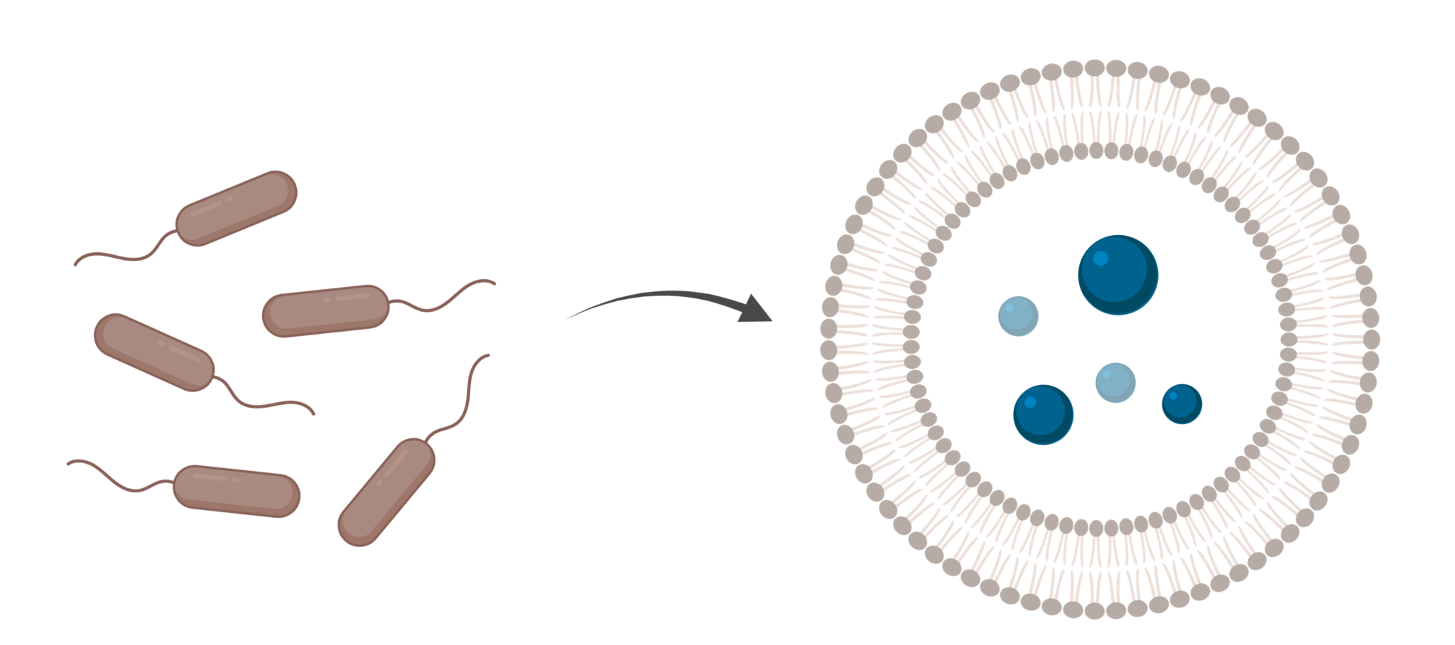Kontinuierliche Produktion antimikrobieller Vesikel mit Bakterien ...